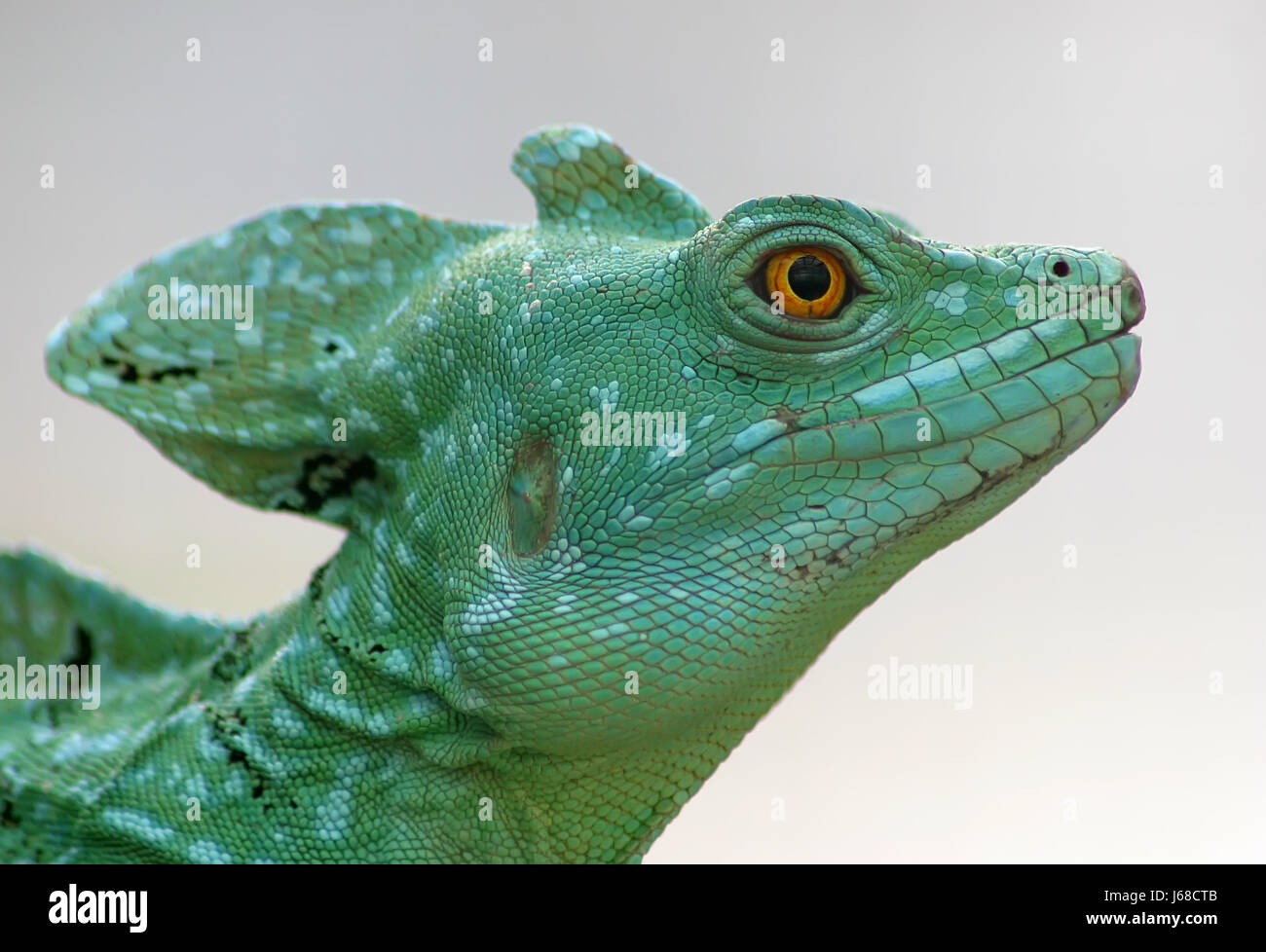 Monster Basiliscus High Resolution Stock Photography and Images - Alamy