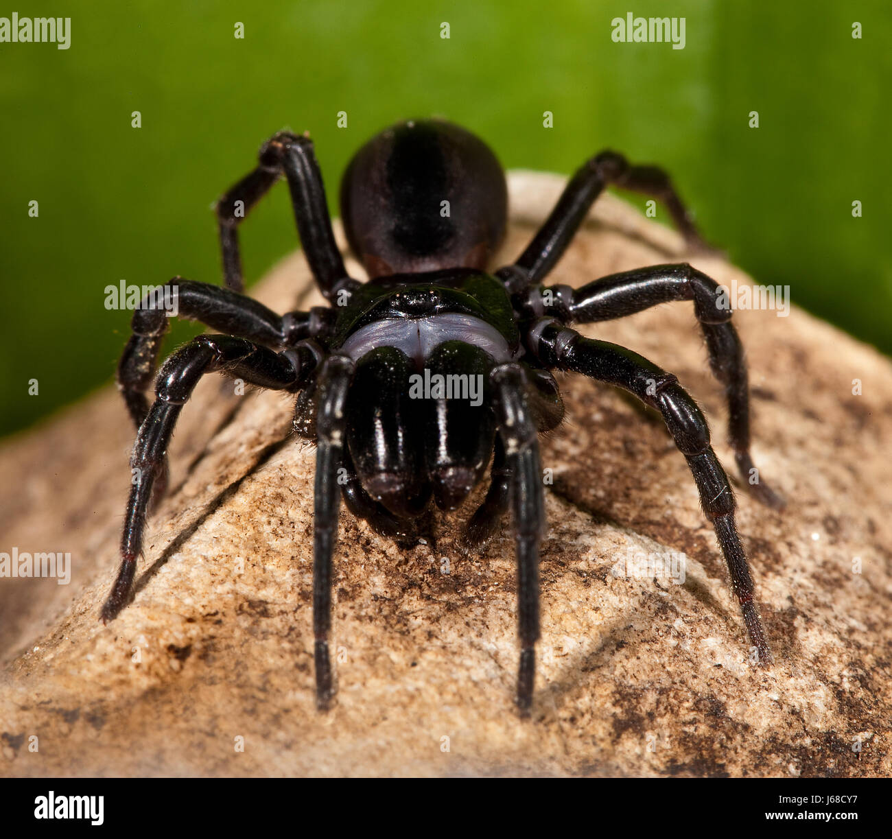 Piceus hi-res stock photography and images - Alamy