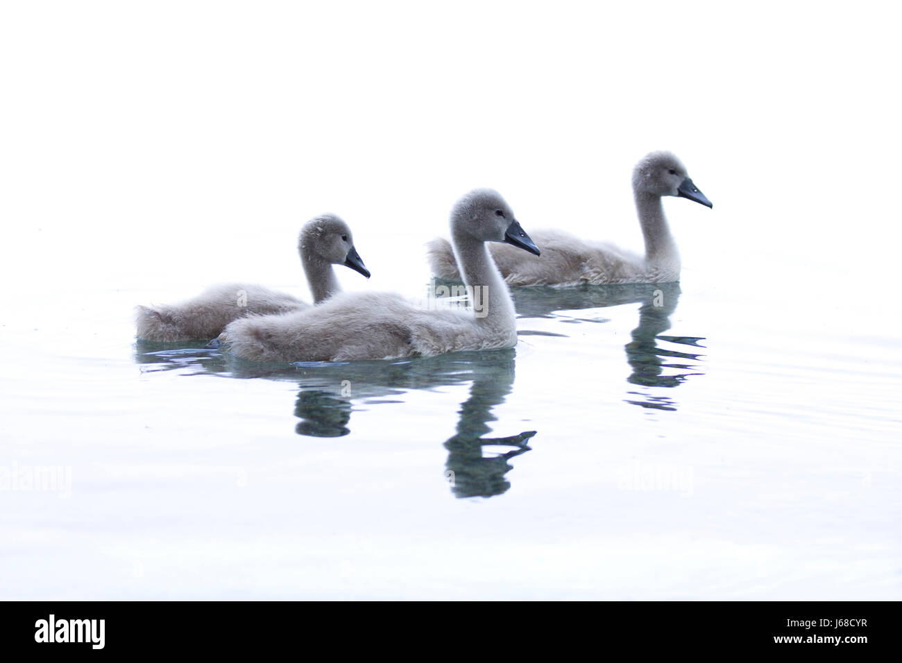 three young swans Stock Photo - Alamy