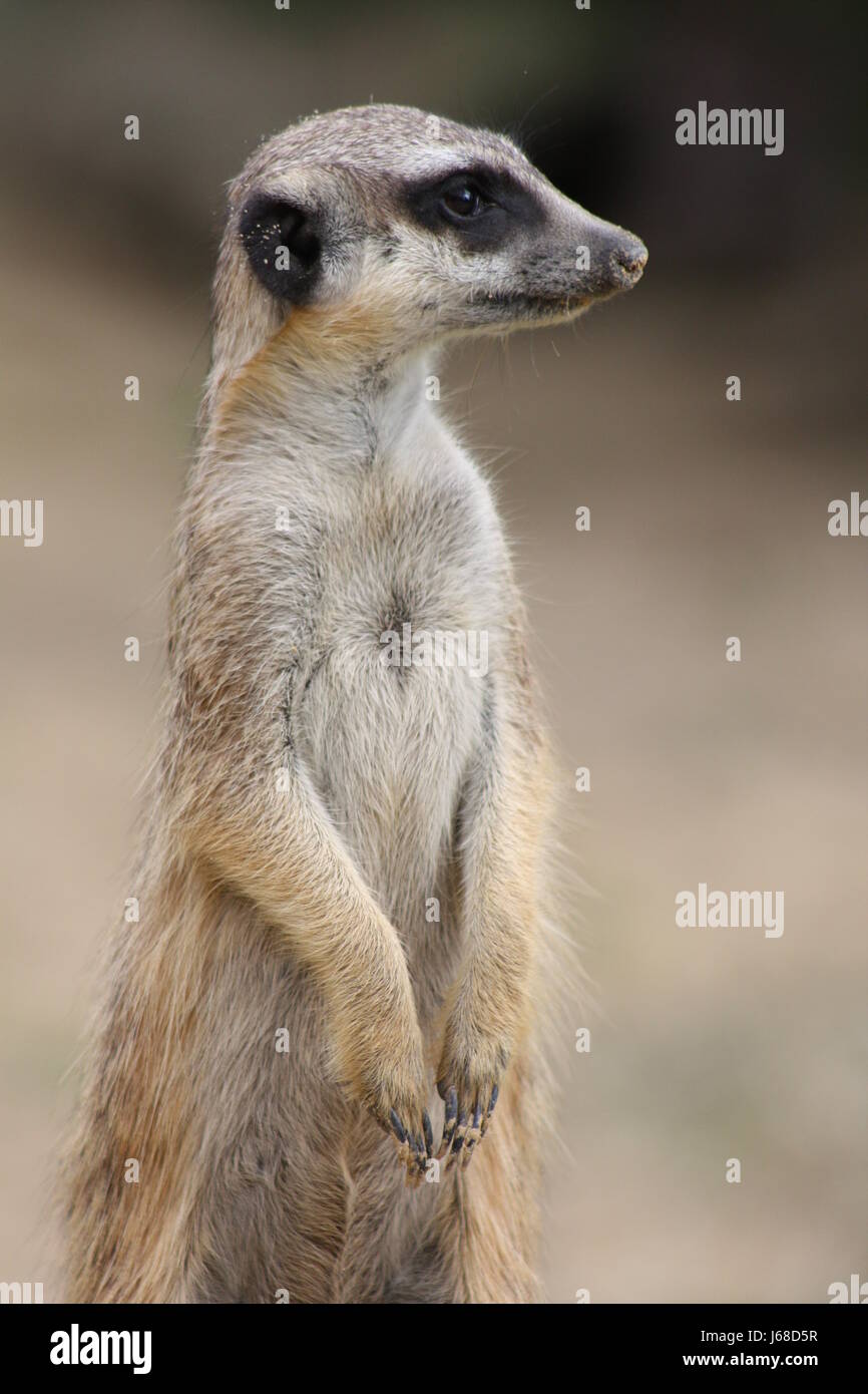 Erdmann hi-res stock photography and images - Alamy