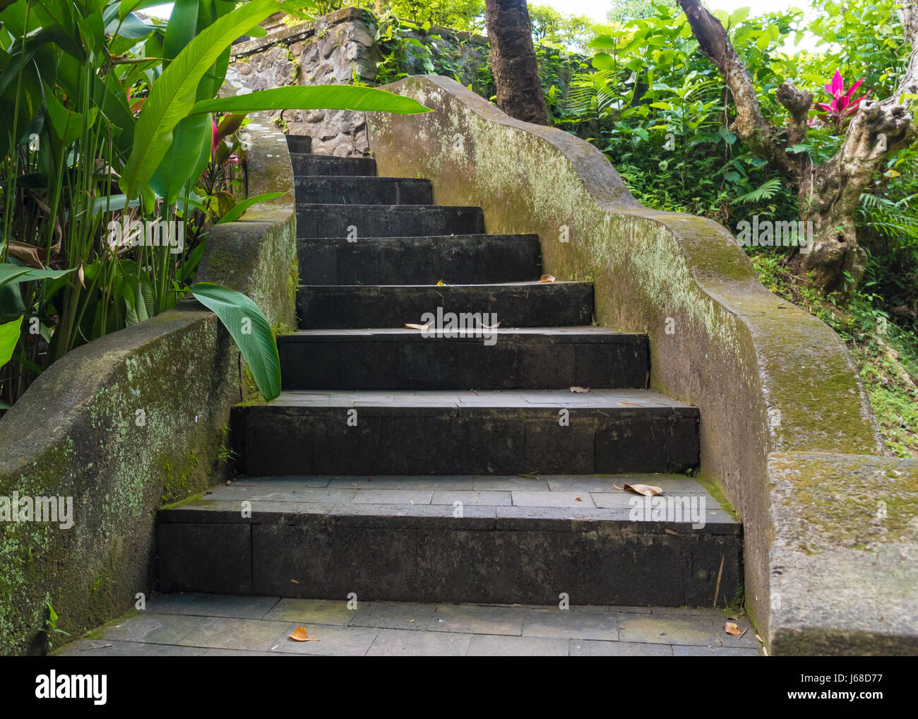 Old stone curved stairs with green exotic vegetation and moss Stock ...