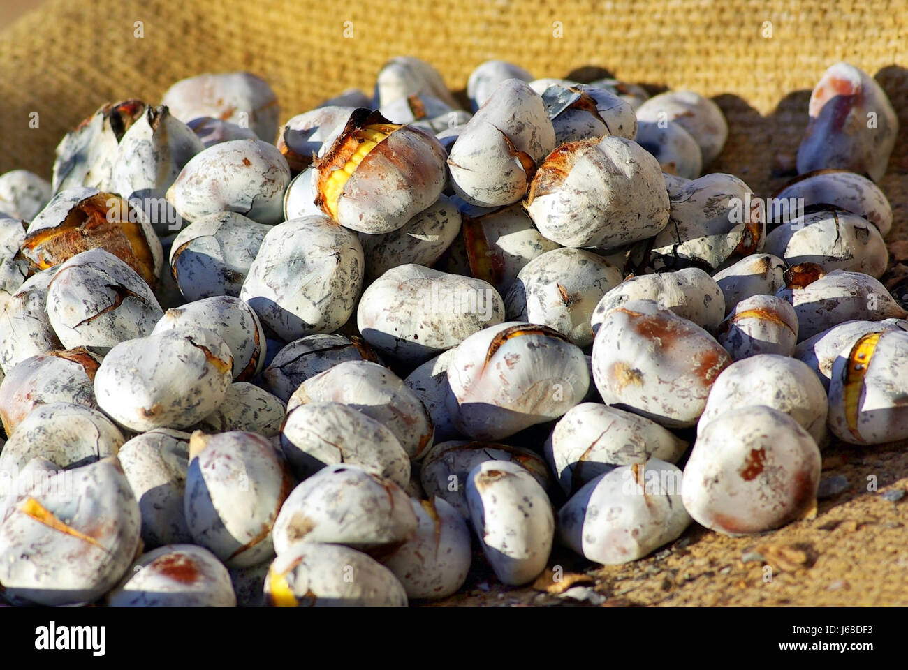 sweet shell traditional chestnut emblements seeds tasty seasonal snack ...