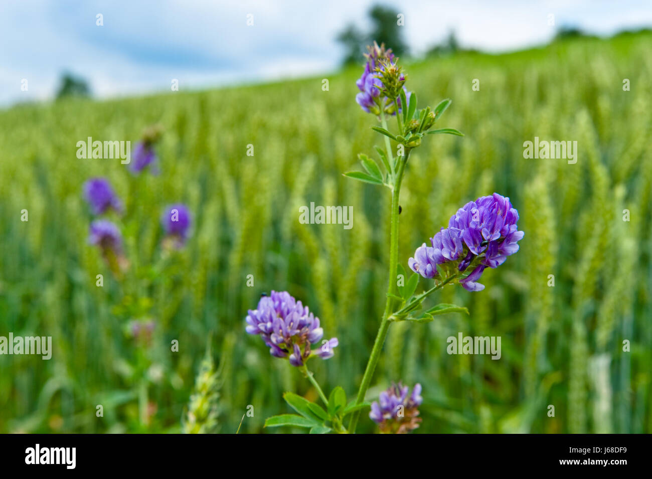 flower plant bloom blossom flourish flourishing grain purple rye clover ...