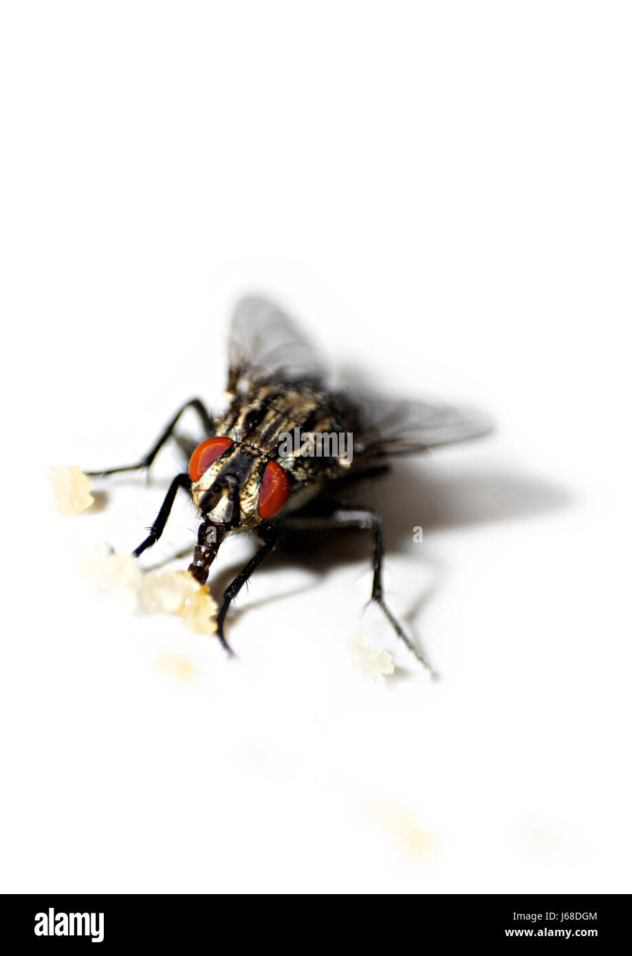 eating a fly Stock Photo - Alamy
