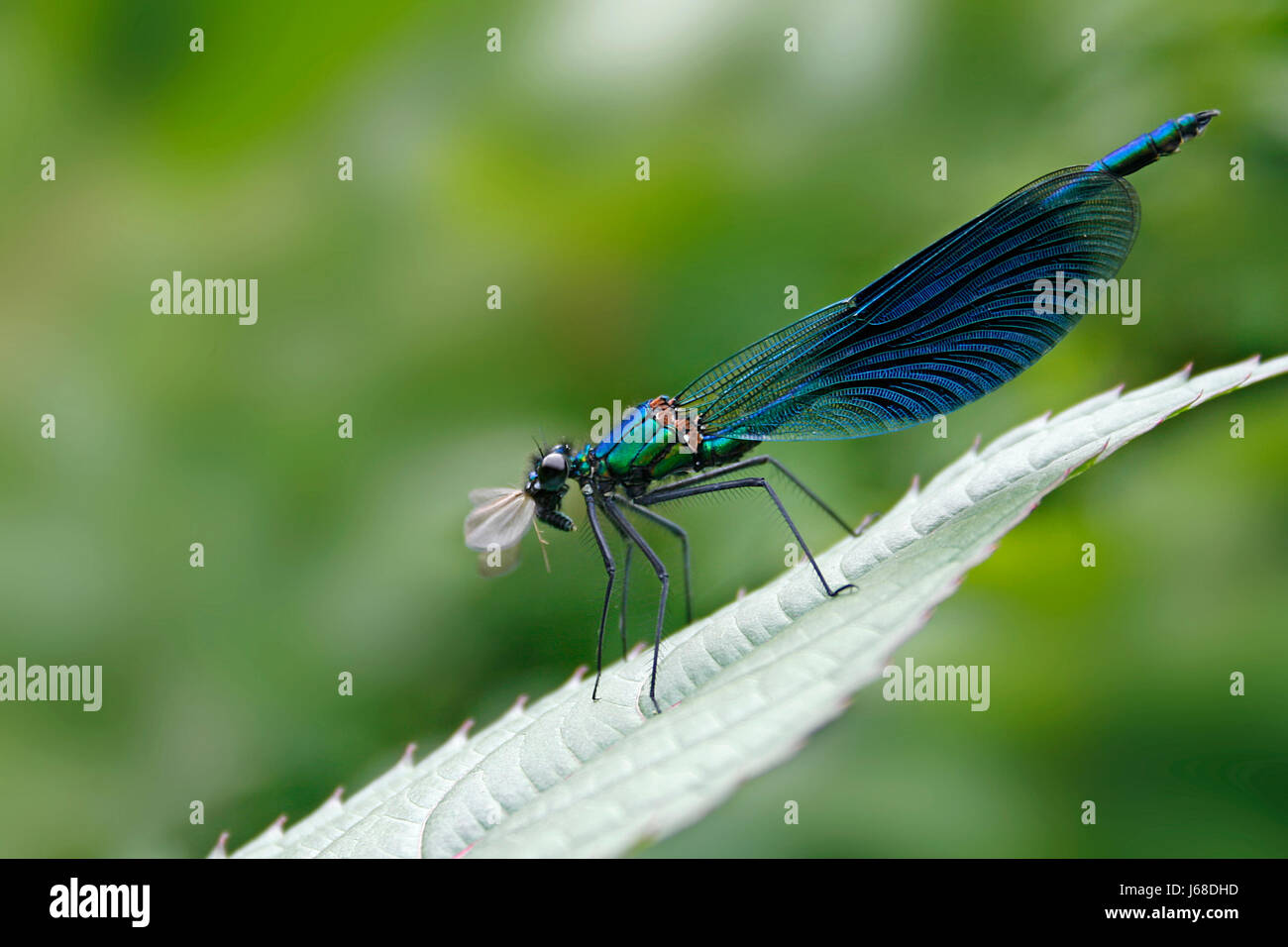 Gnat drawing hi-res stock photography and images - Alamy