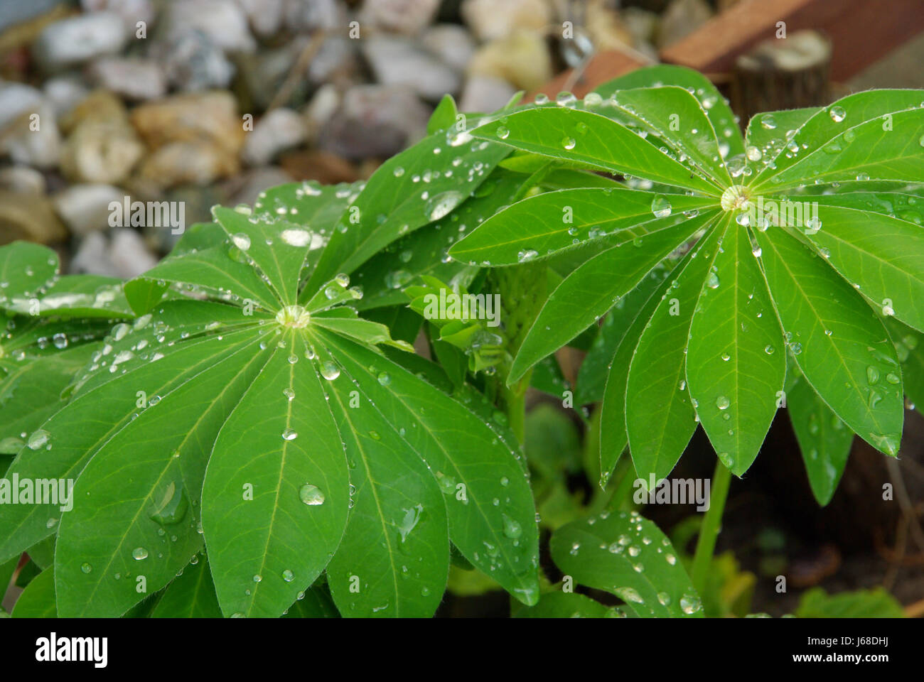 leaf lupin plant leaf stone green brown brownish brunette raindrop wet ...