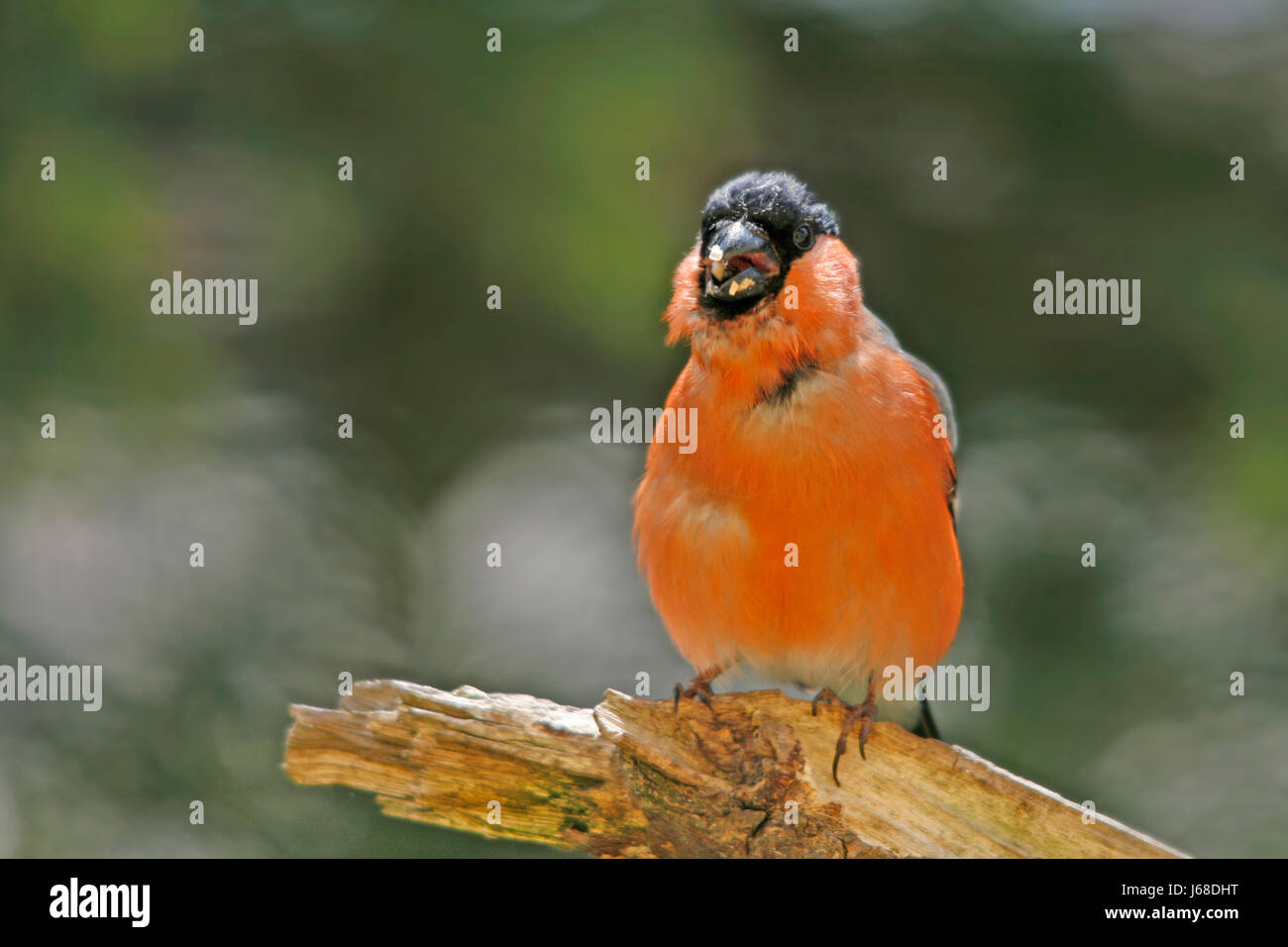 branch beak open male put sitting sit beaks sucker bullfinch red fodder ...
