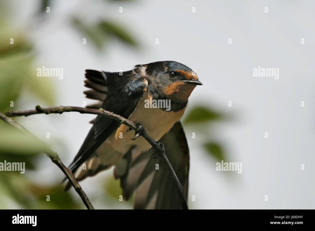 young barn swallow Stock Photo - Alamy