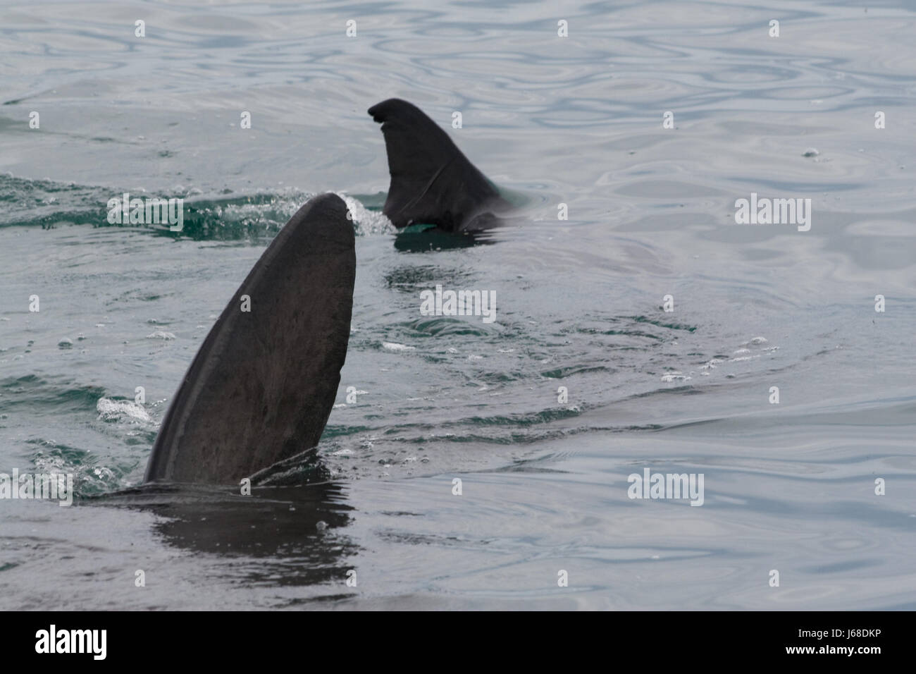 danger threat fin shark salt water sea ocean water dangerous danger ...