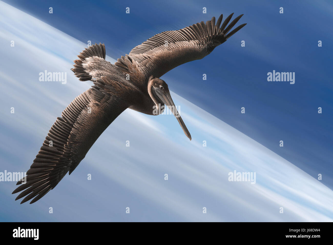 flight nose dive pelican wingspan approach swinging swing glide fly ...