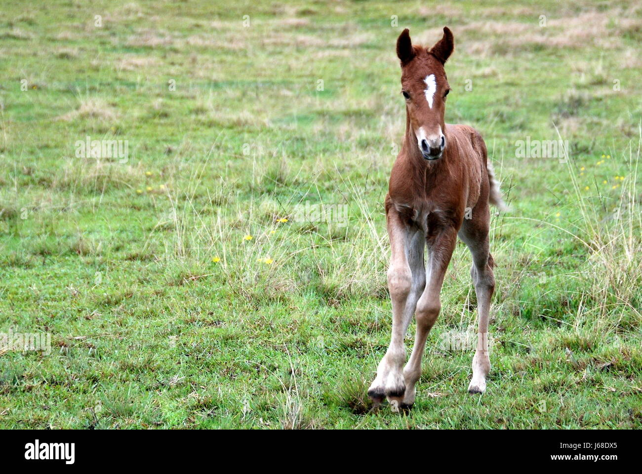 legs horse gallop stallion foal hoofs breed legs ride horse animal ...