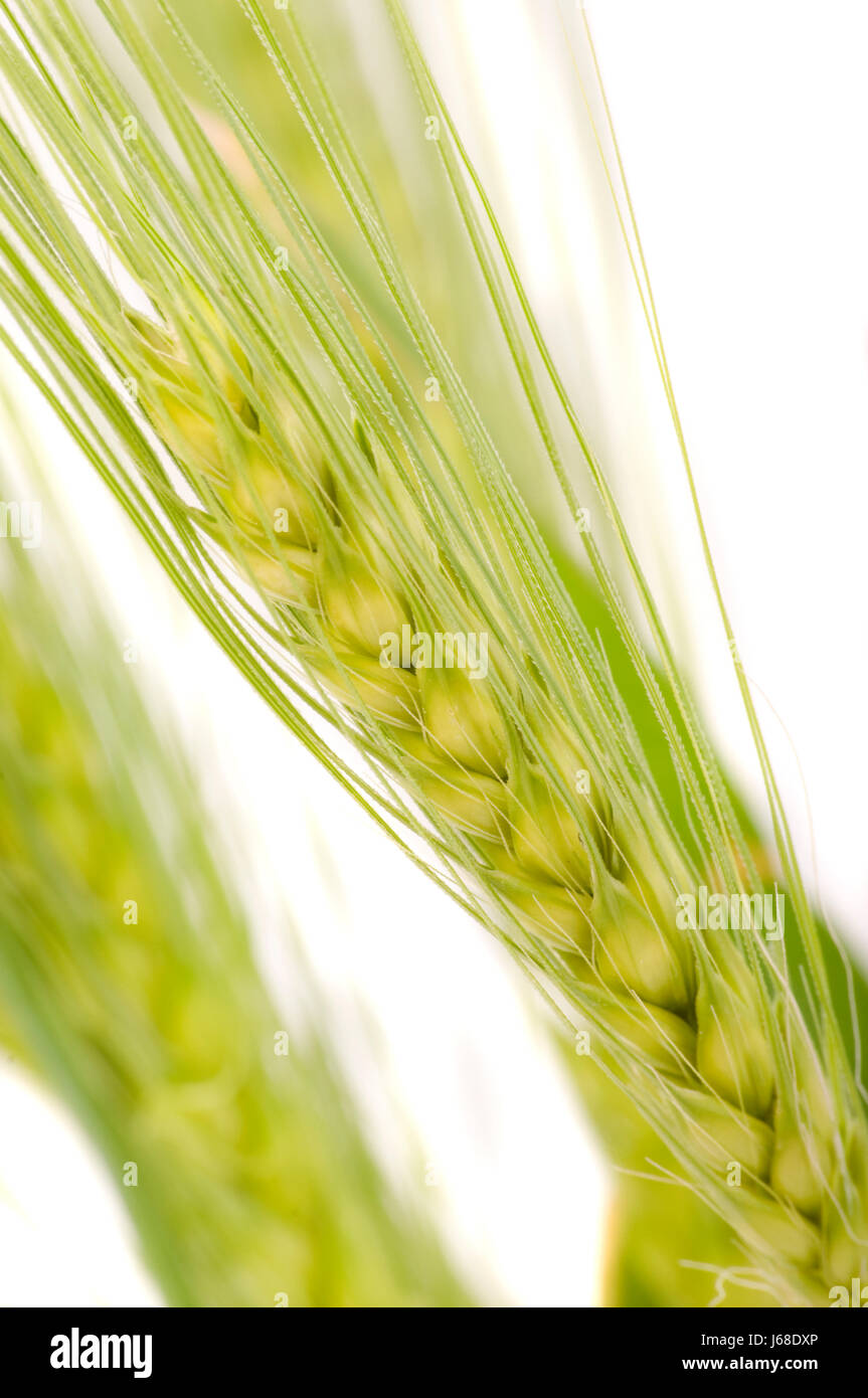 Awns hi-res stock photography and images - Alamy