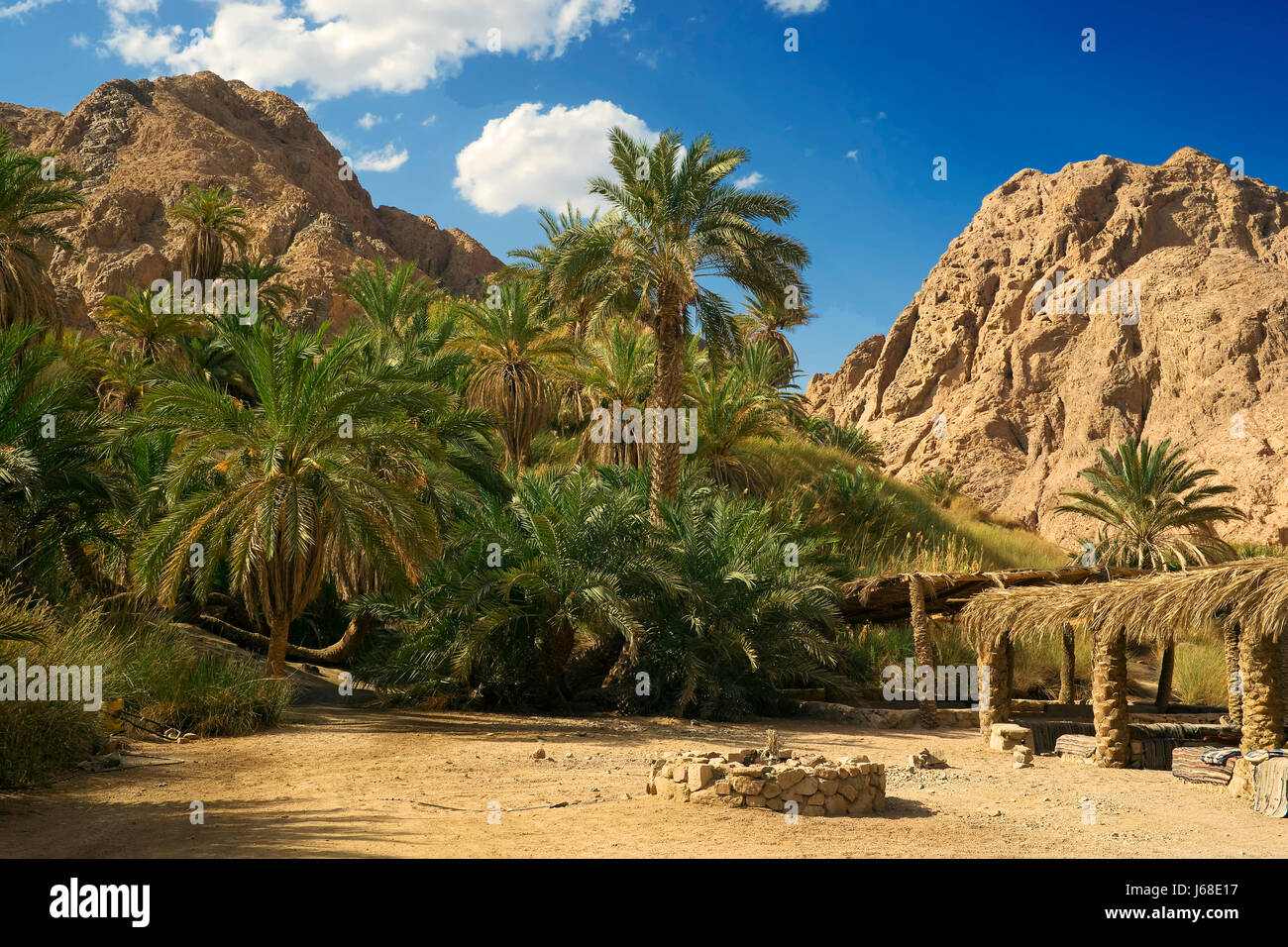 desert wasteland africa palms oasis egypt east palmtrees mountains ...