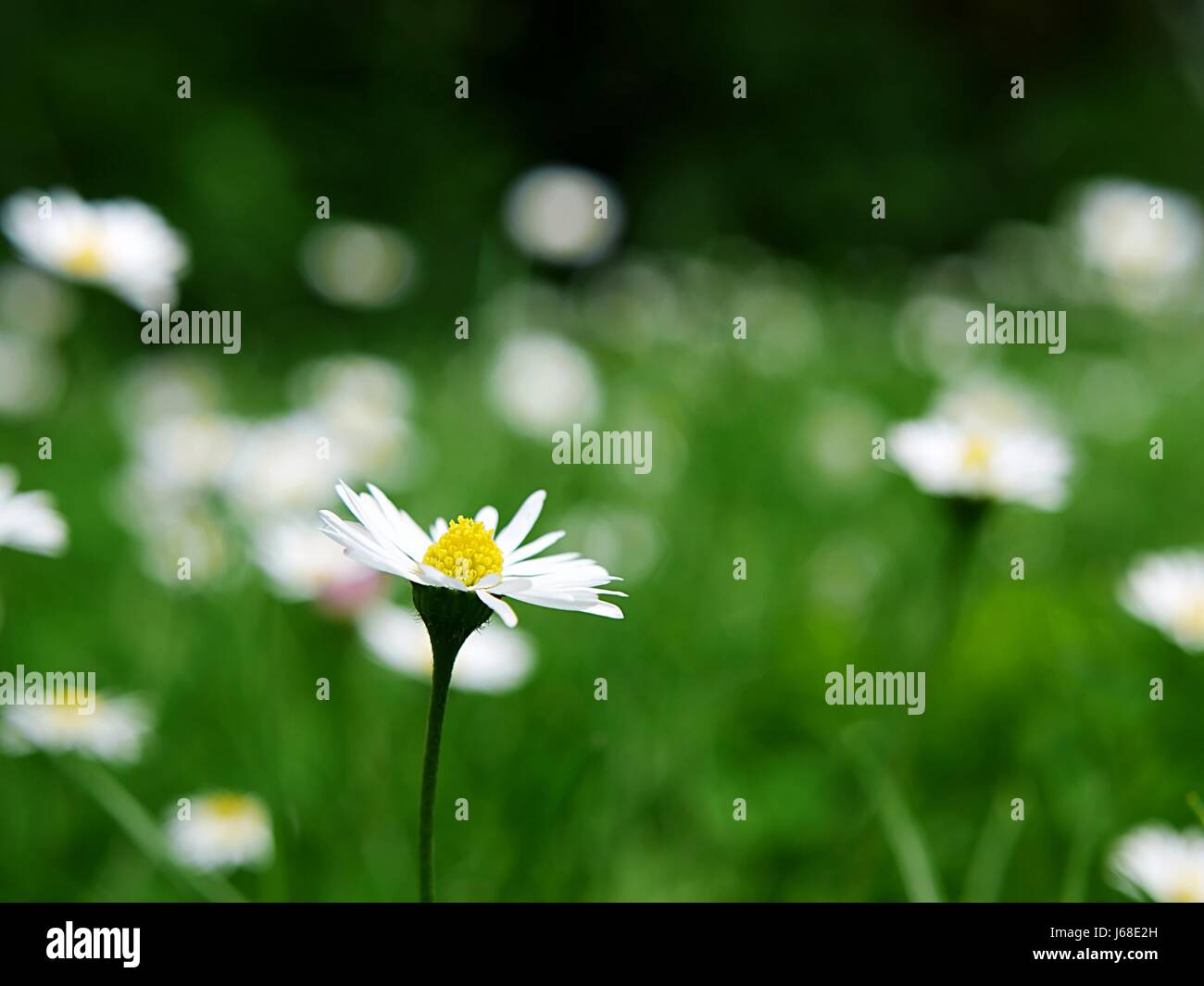 flower plant daisy persistent meadow nature flower plant green bloom ...
