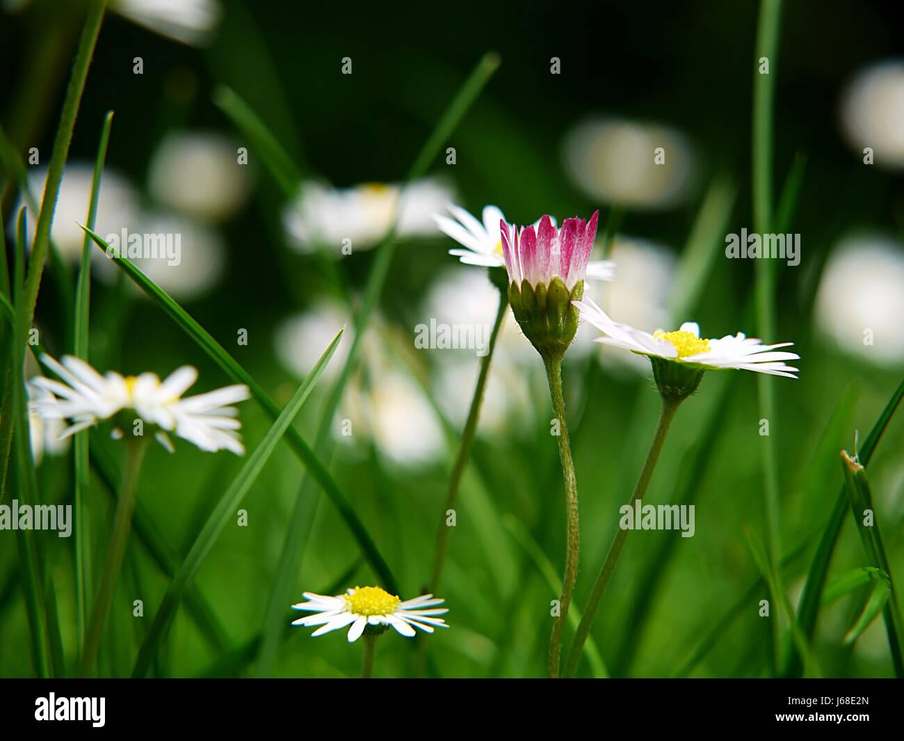 flower plant daisy persistent meadow nature flower plant green bloom ...