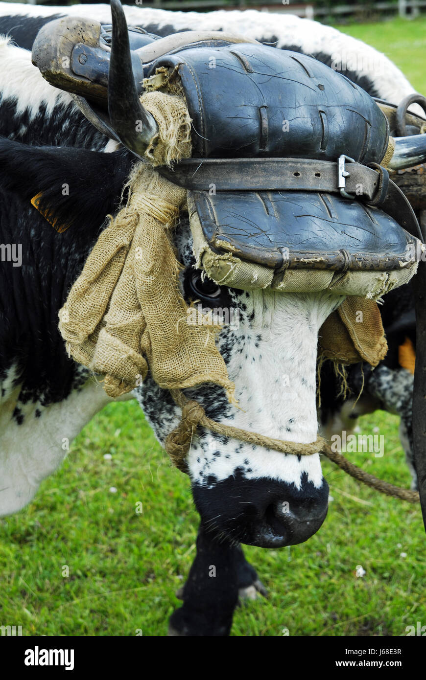 bovine bullock draught animal agriculture farming portrait bovine bag ...