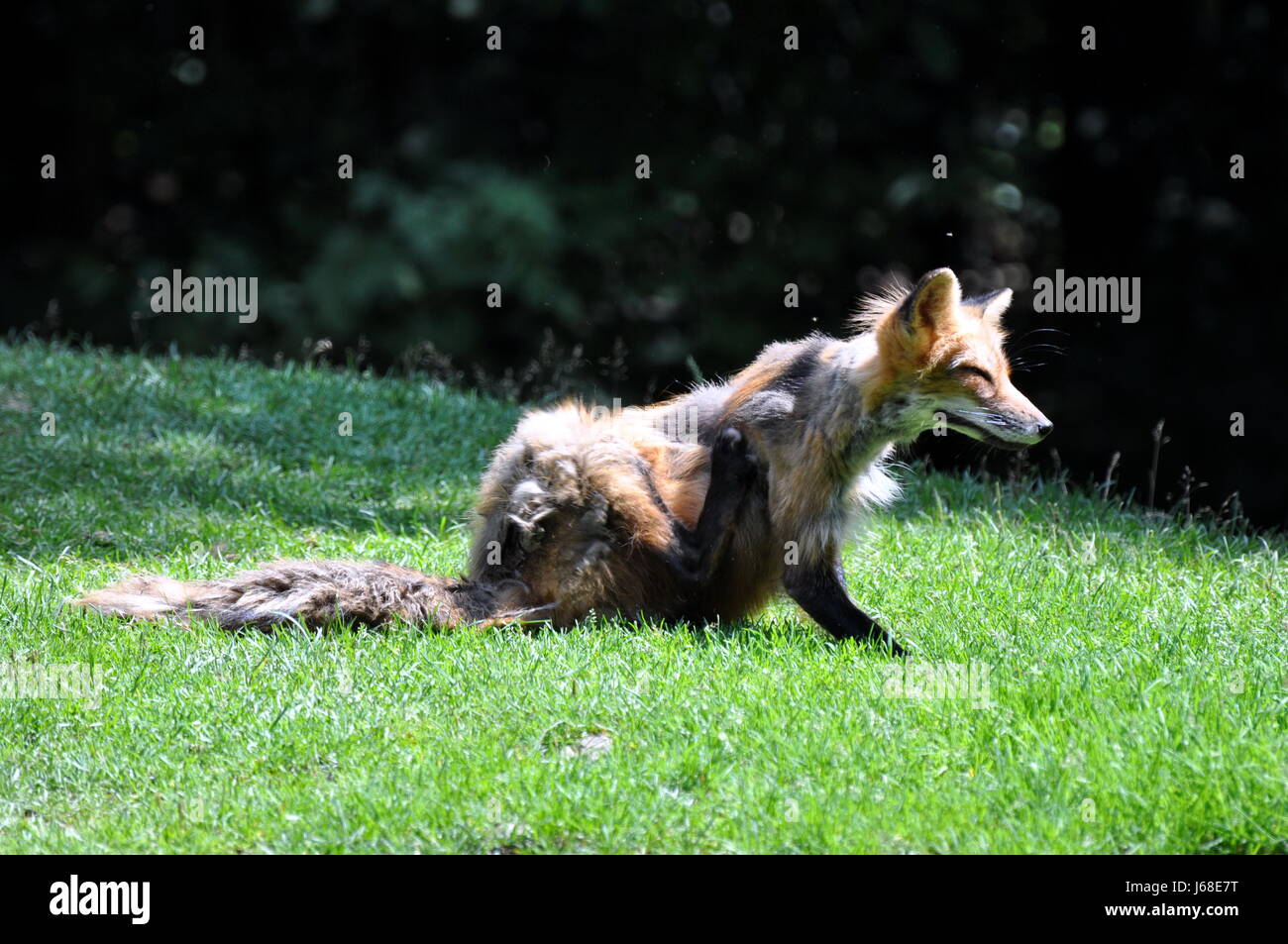 fox,fox,glade,wild animal,forest,fox,vulpes,fox,vulpes vulpes Stock ...