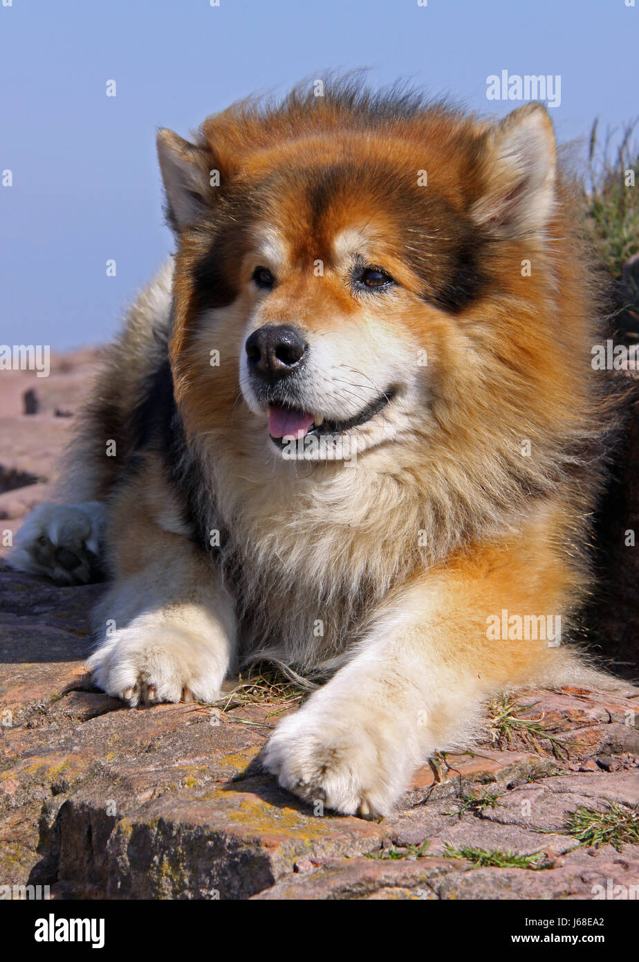 skin mane paw pet tongue portrait fur skin rock dog nose mane paw male ...