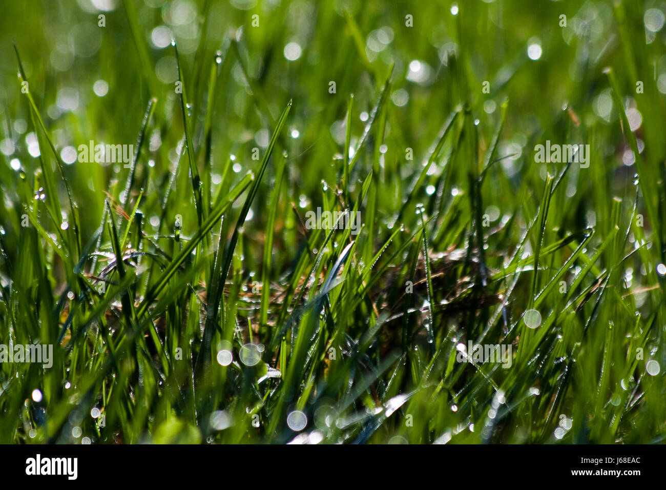 Frisches gras hi-res stock photography and images - Alamy
