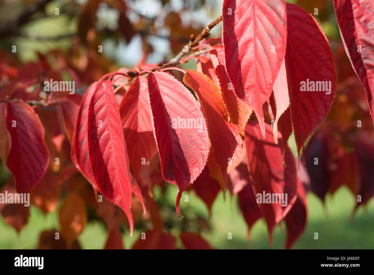 leaves shrub autumn leaves foliage fall autumn leaves branch bush shrub ...