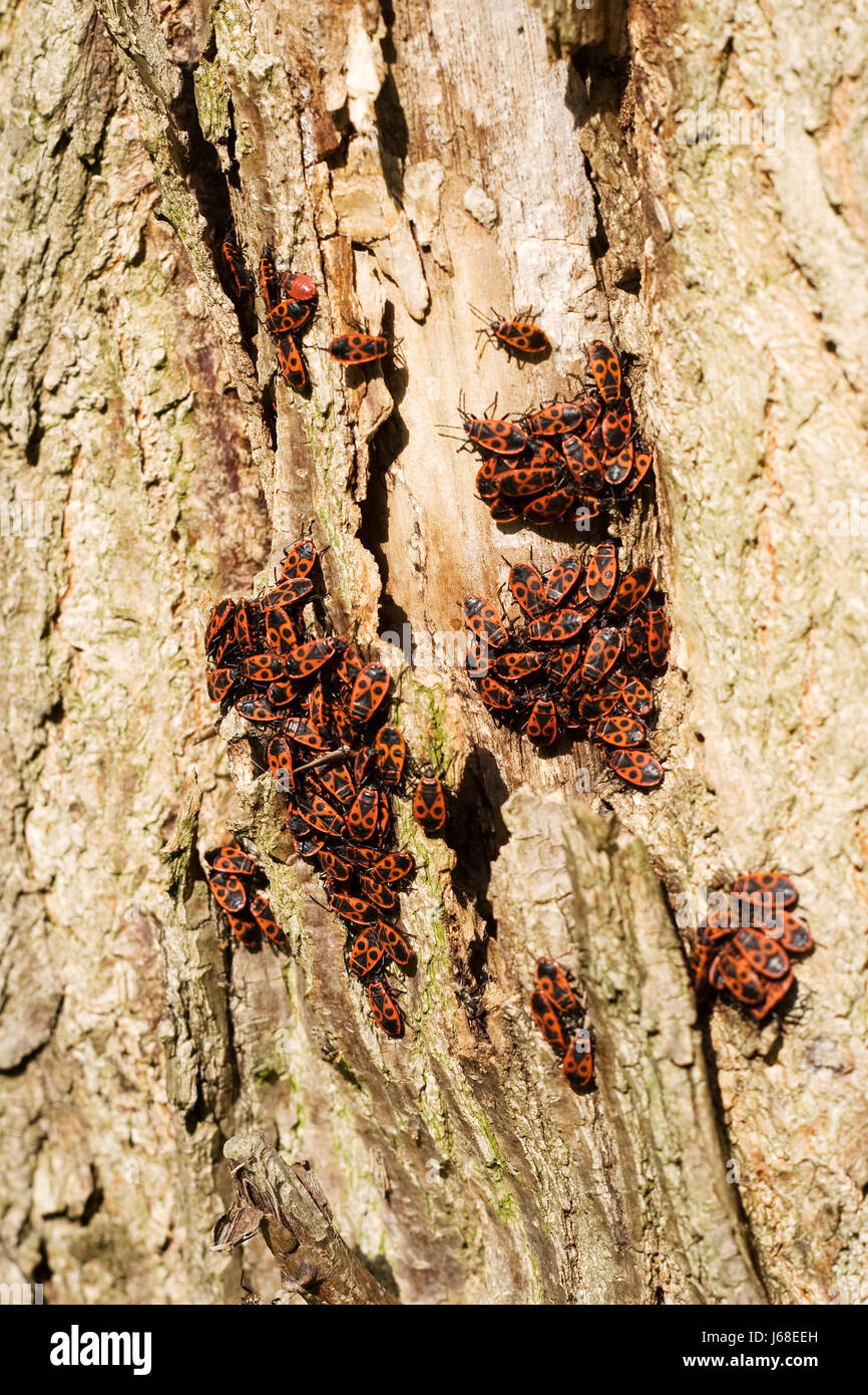 insects trunk beetle plague increase parasite tree insects wood trunk ...