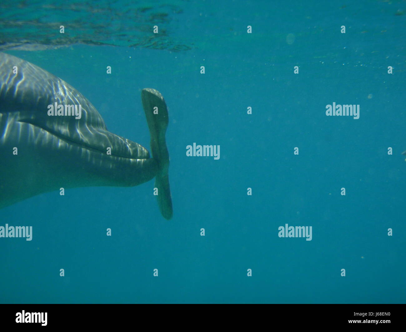 dolphin underwater pisces the South Seas demonstration acrobatics trick ...