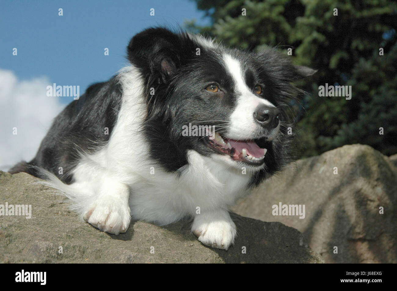 pet quadruped dog animal pet quadruped dog friend bordercollie border ...