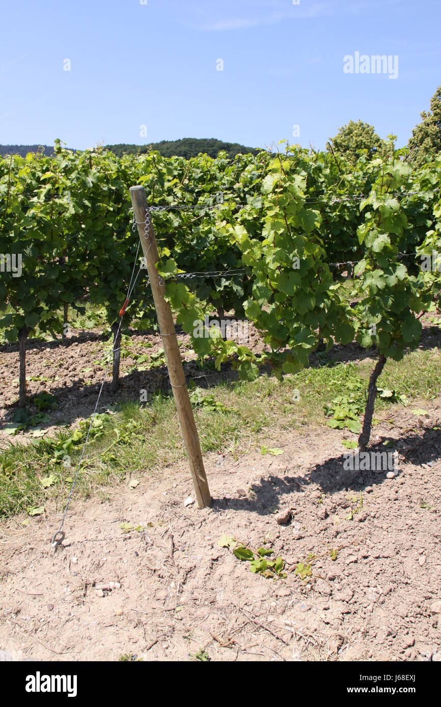 vines in closeup Stock Photo - Alamy