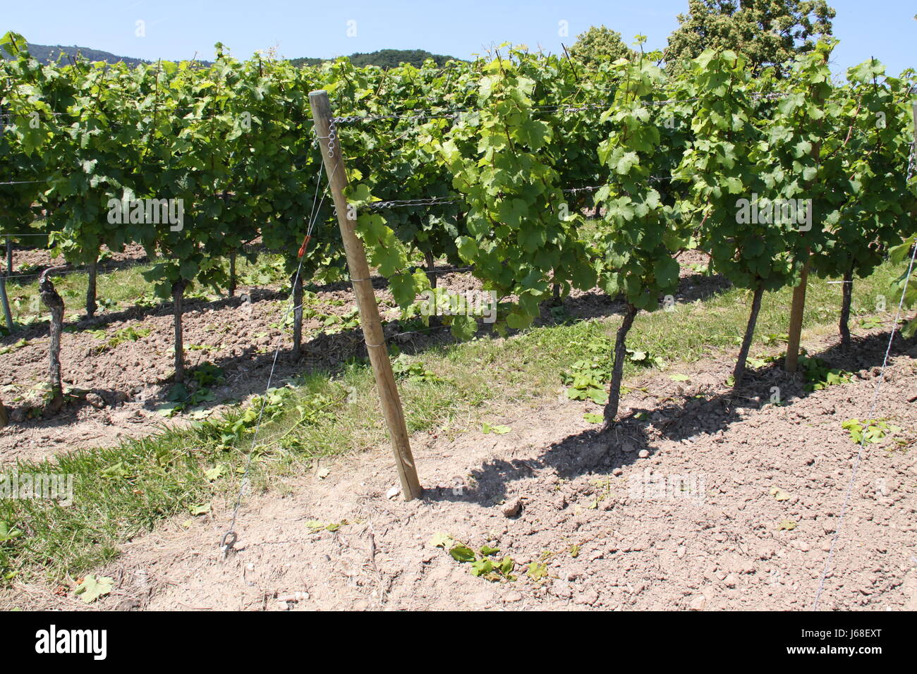 agriculture farming vineyards cultivation of wine vineyard common grape ...