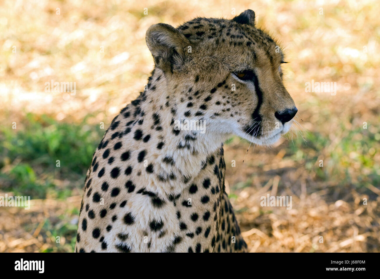 animal mammal big cat feline predator spotted cat cheetah wildcat wild ...