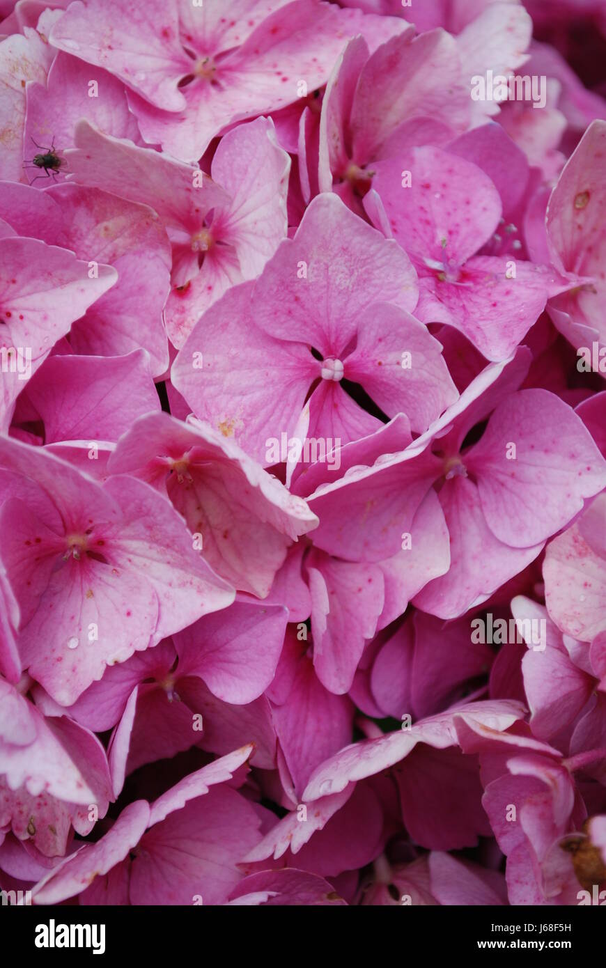 garden hobby hydrangea pastel portrait format gardens plant blue leaf ...