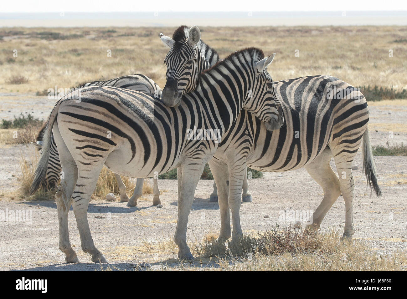 africa zebra animal national park wild africa namibia zebra mammals ...