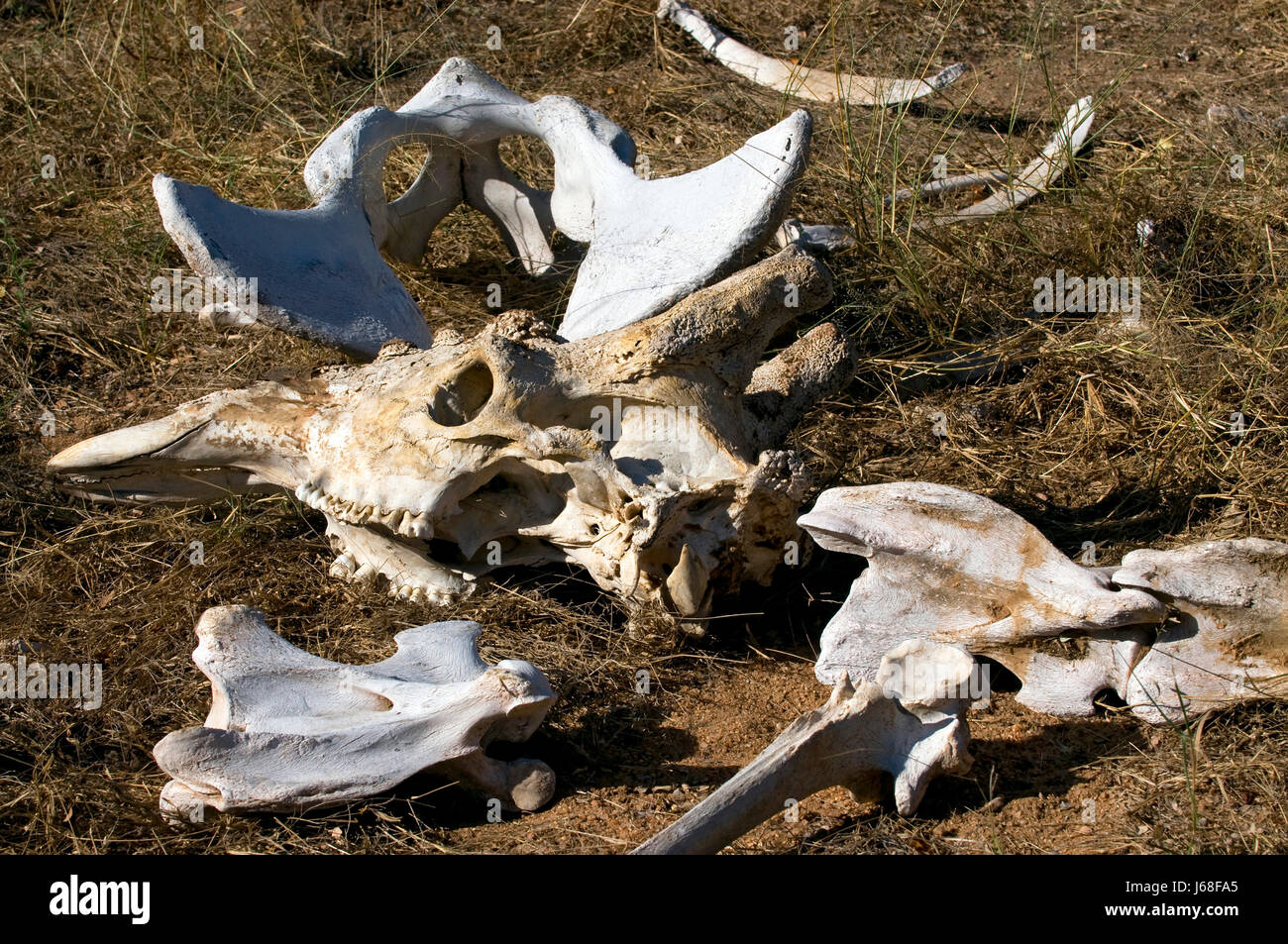 giraffe skull in south africa Stock Photo - Alamy