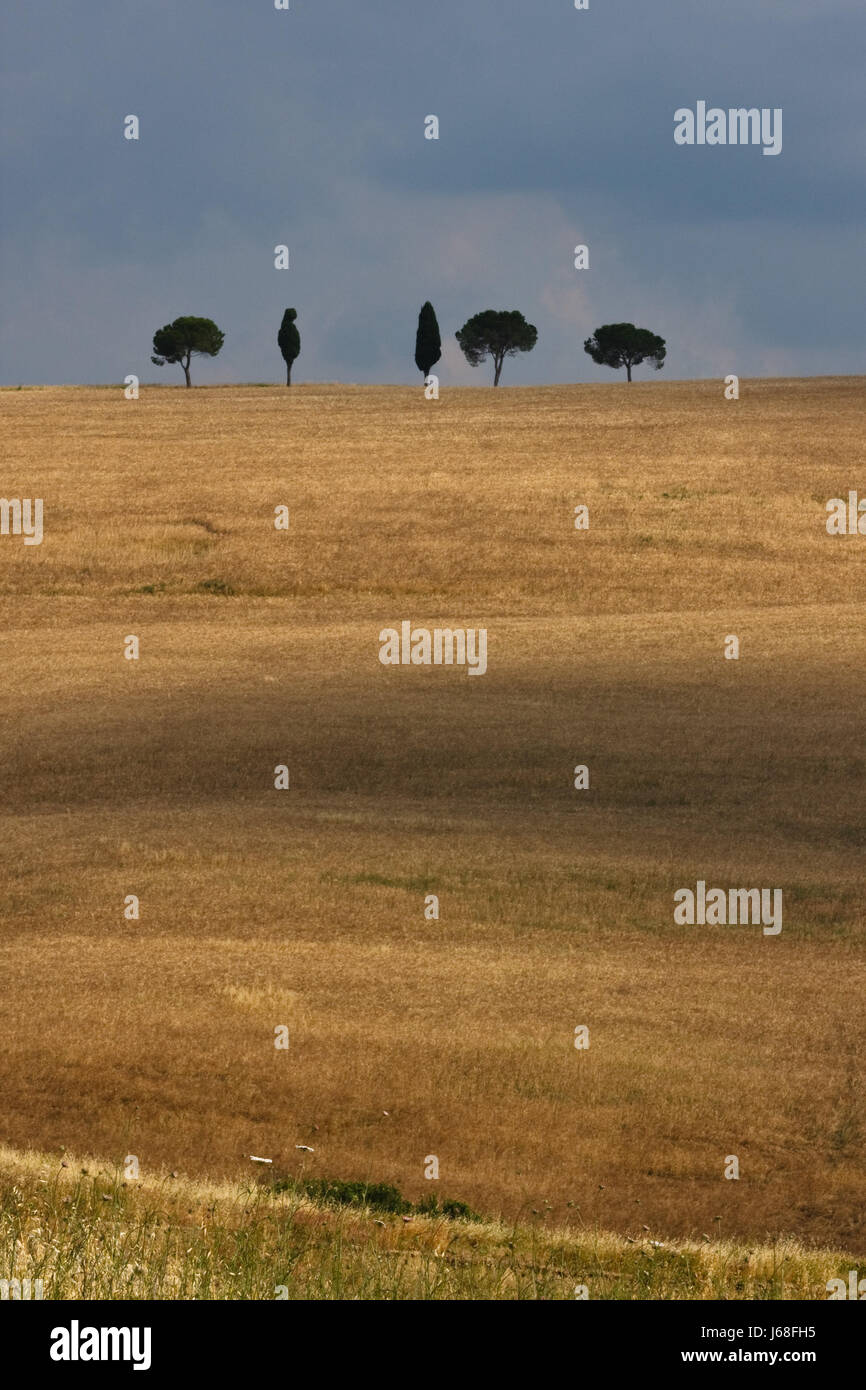 tree horizon field tuscany scenery countryside nature italy clouds ...