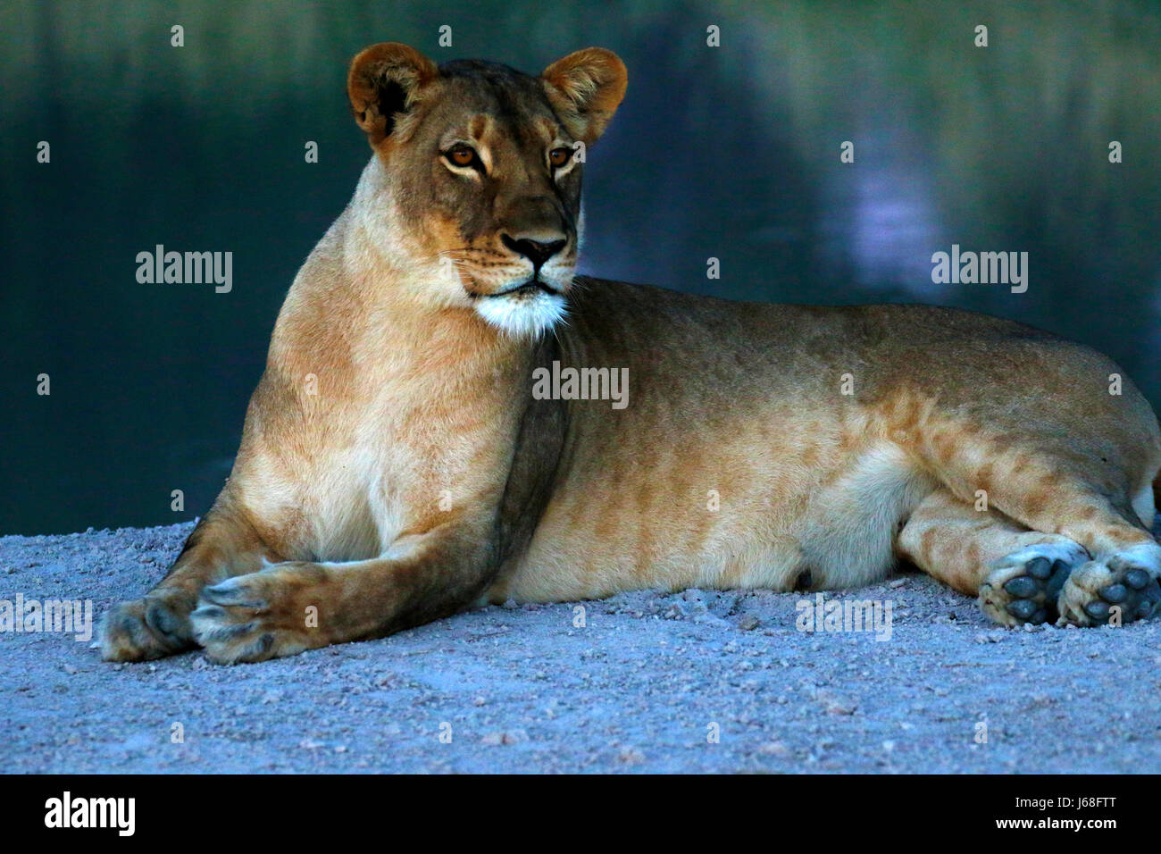Lioness by Moonlight Stock Photo - Alamy