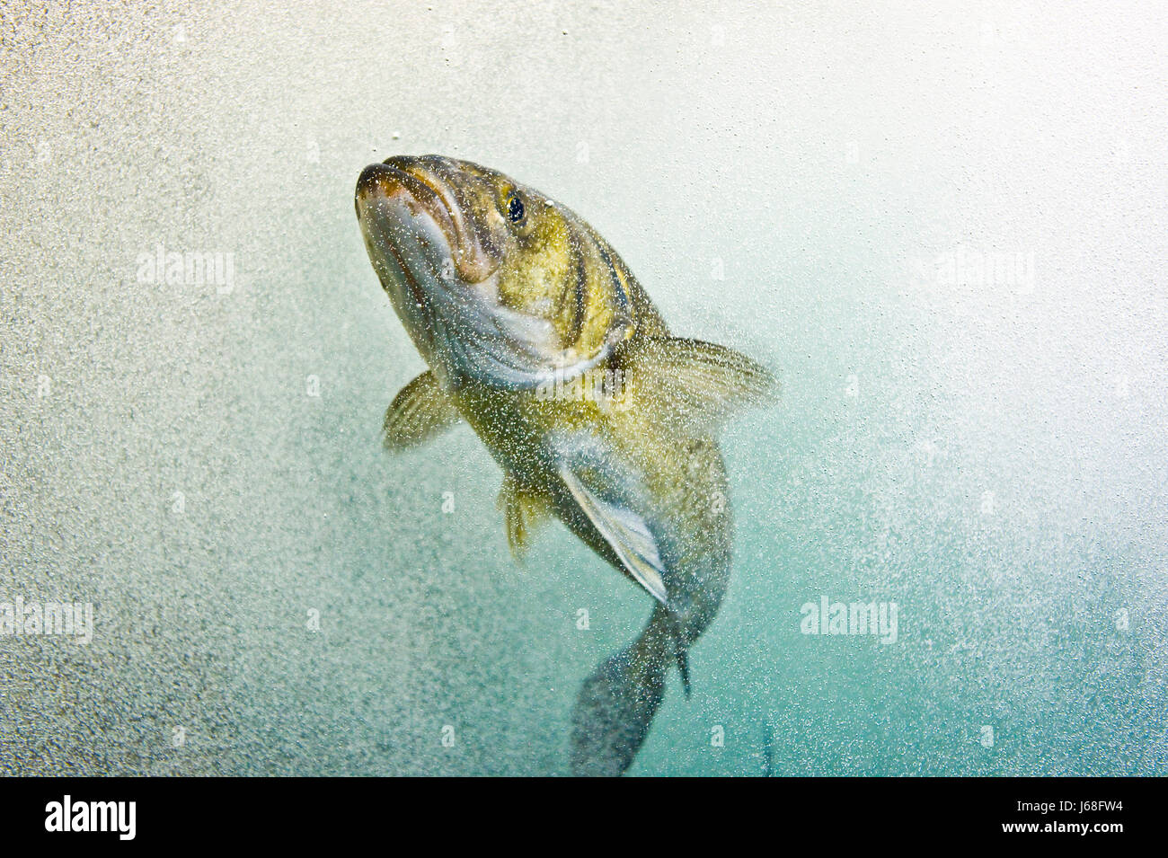 Aquarium fish stream source hi-res stock photography and images - Alamy