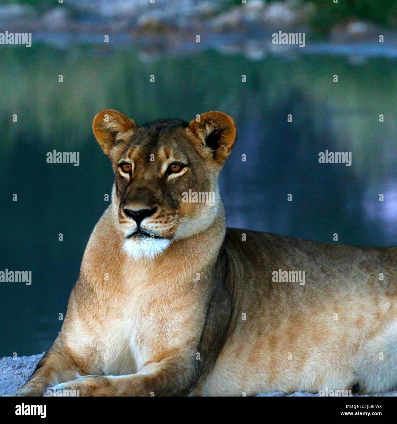 Lionesses at night hi-res stock photography and images - Alamy