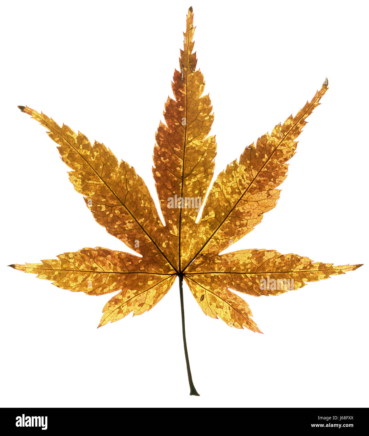 leaf isolated shape maple japanese season design shaping formation ...