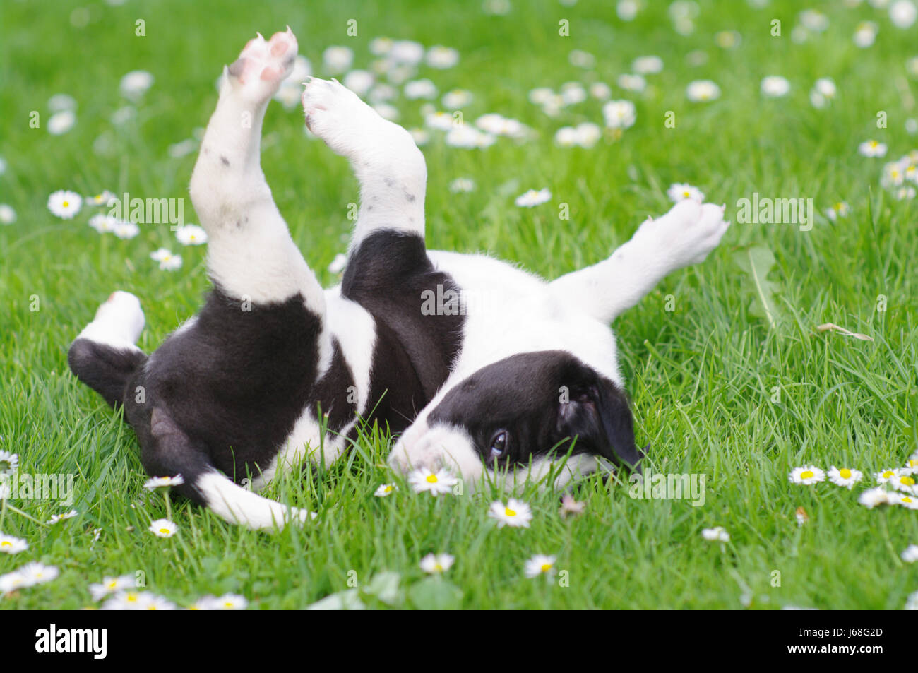 pet dog puppy cub baby breed dog breeding live stock breeding game ...