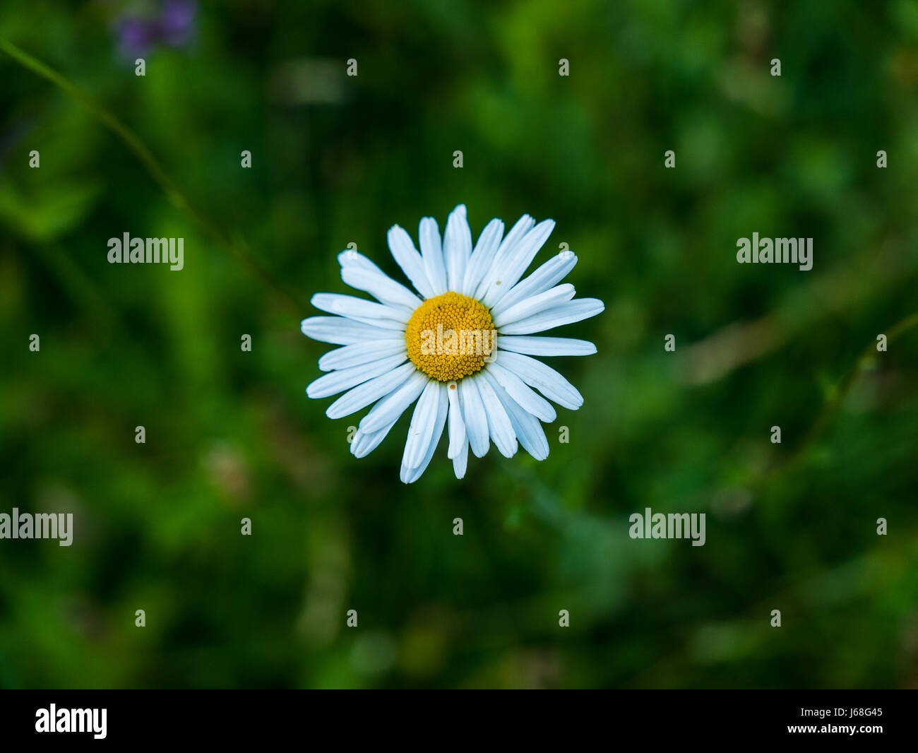 Close up of a single daisy flower in the field Stock Photo - Alamy