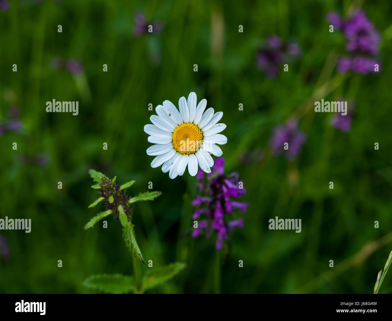 Close up of a single daisy flower in the field Stock Photo - Alamy