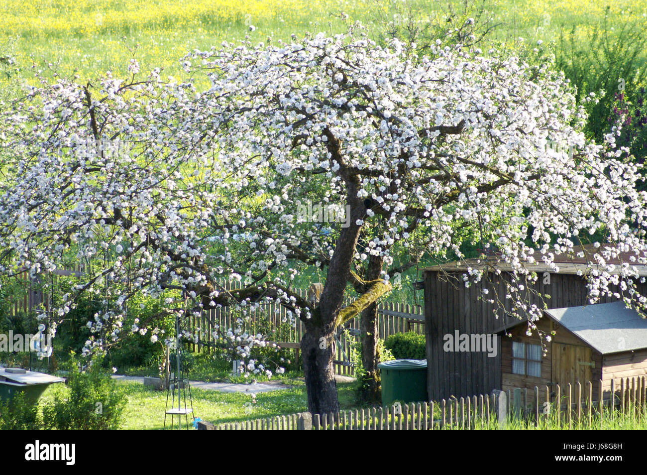 cherry tree in spring Stock Photo - Alamy