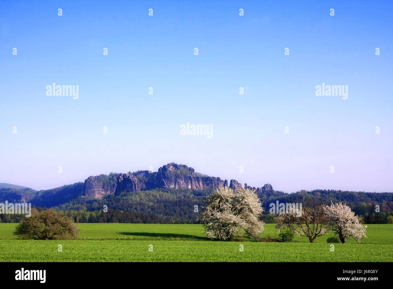 tree bloom blossom flourish flourishing switzerland spring nature tree ...