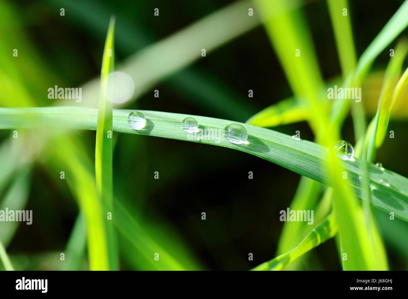 dew meadow grass lawn green drop drip drops seeping sopping drips green dewdrop Stock Photo - Alamy
