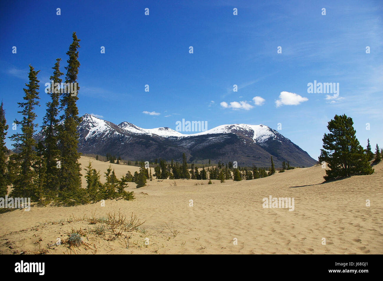 tree trees mountains desert wasteland snow coke cocaine material drug ...