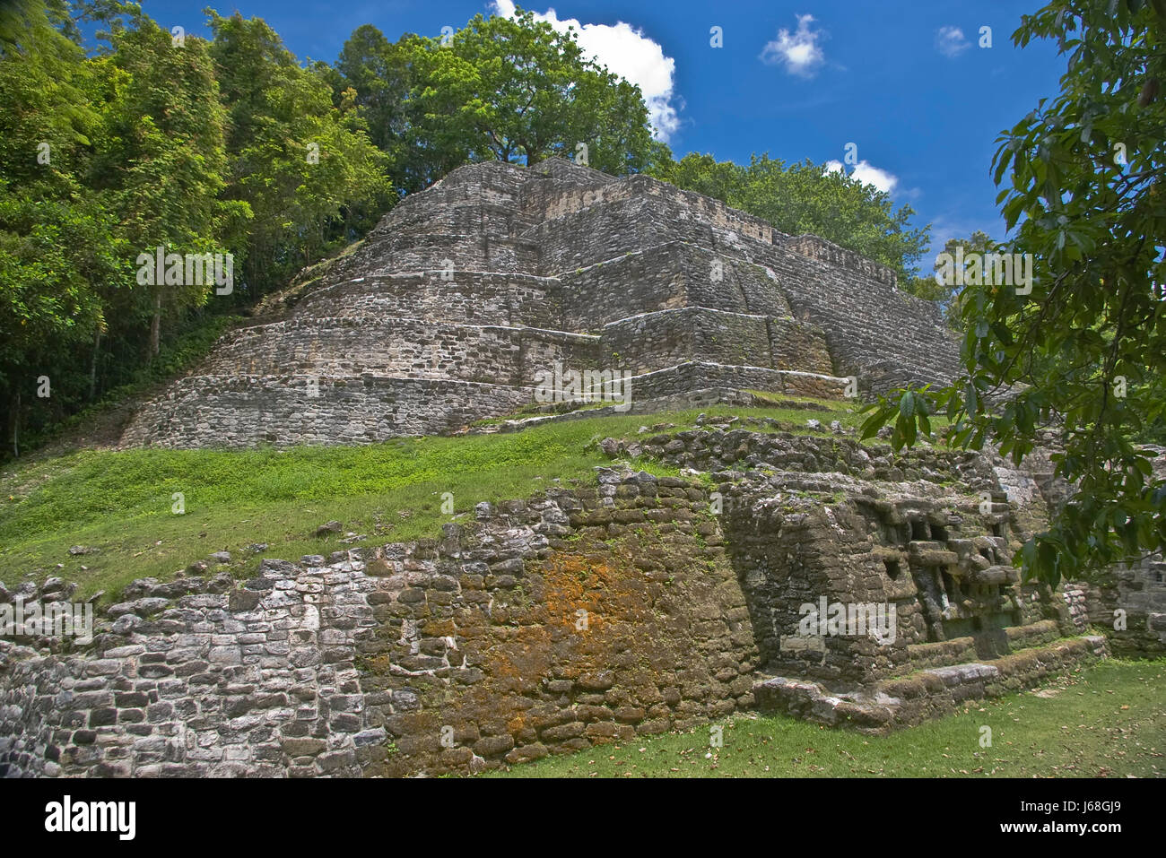 temple tree trees stone pyramid ruin travel tourism belize quotblue ...