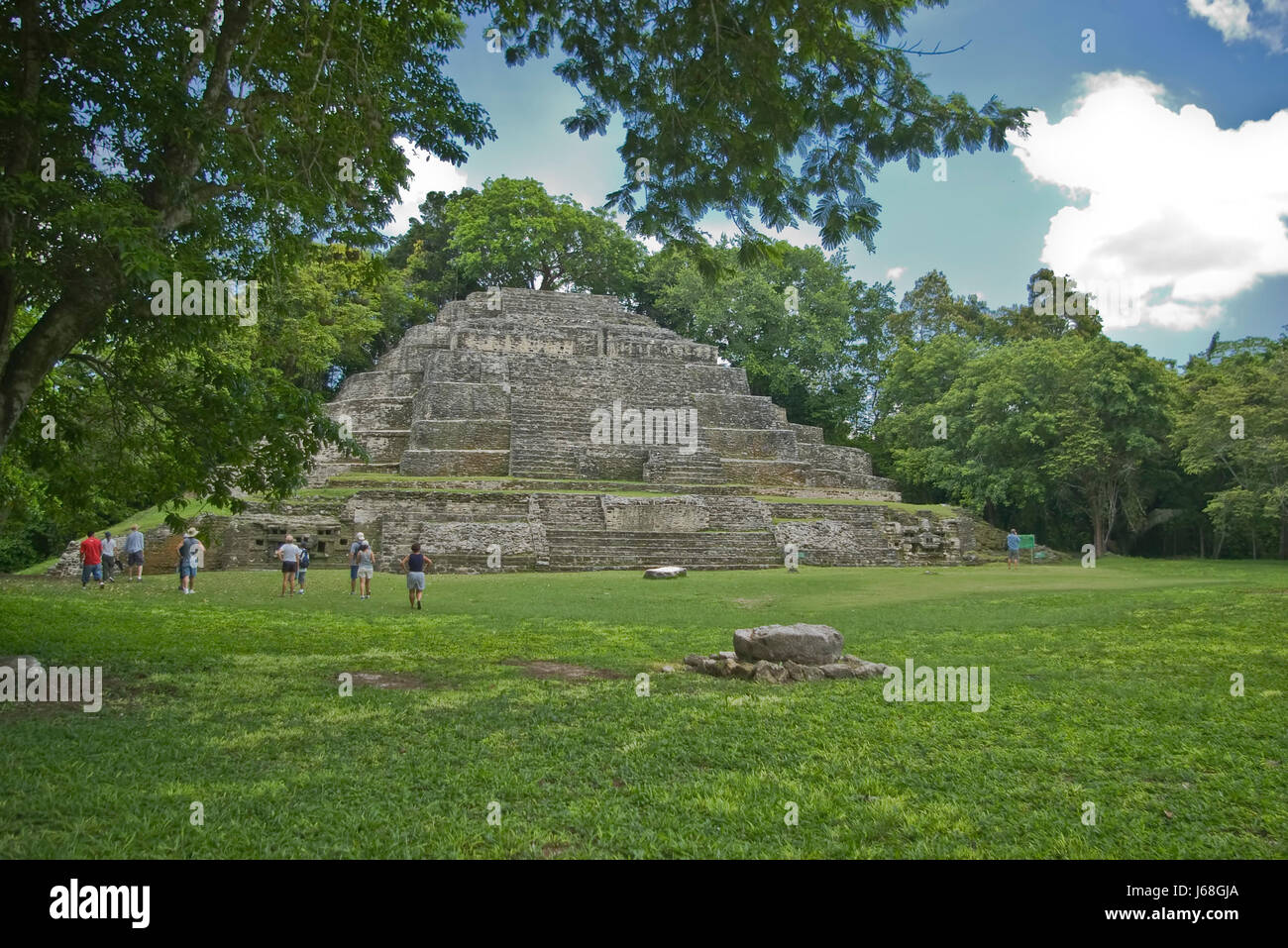 humans human beings people folk persons human human being temple tree ...