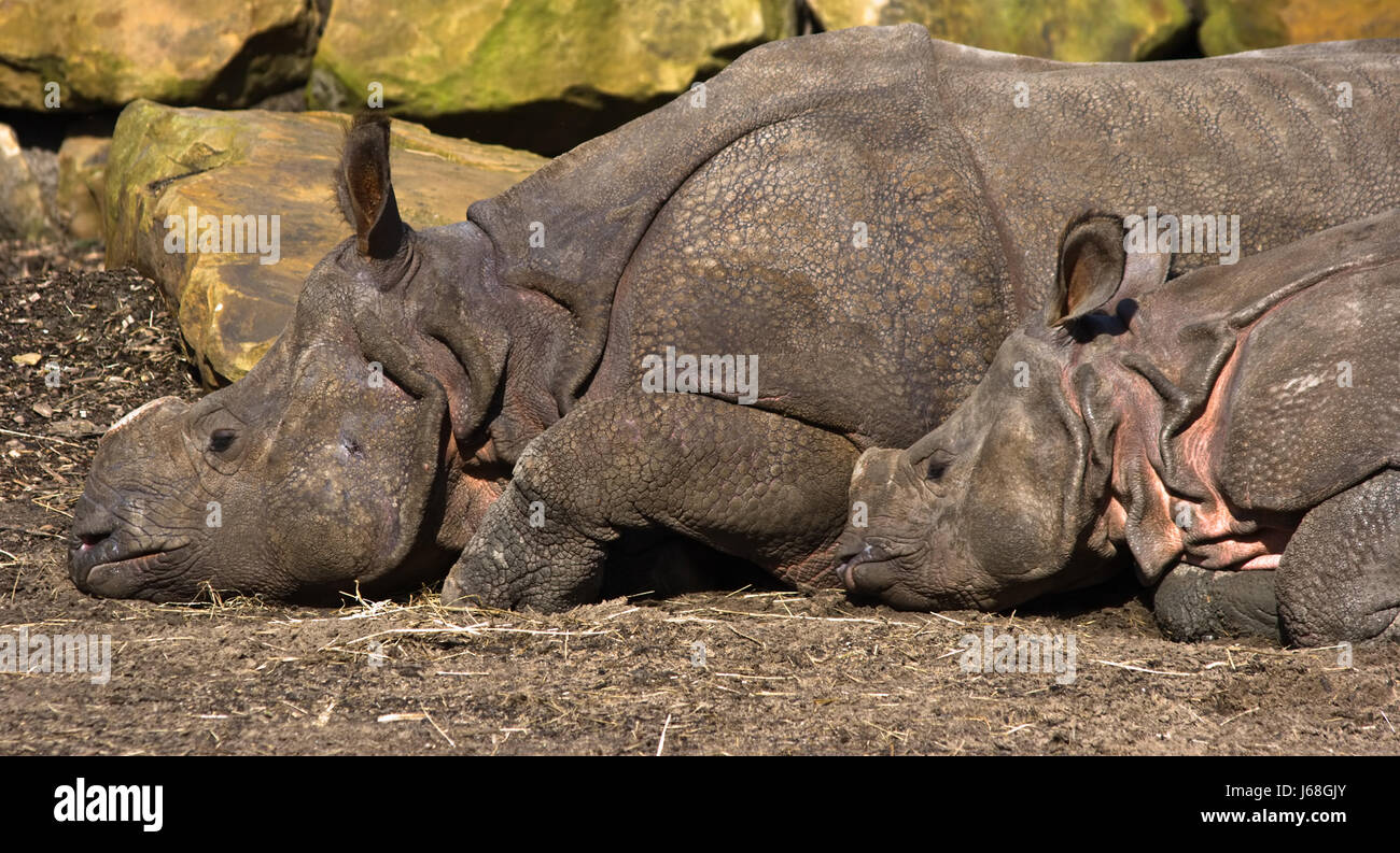 animal mammal animals mammals rhinoceros indian rhino big large ...