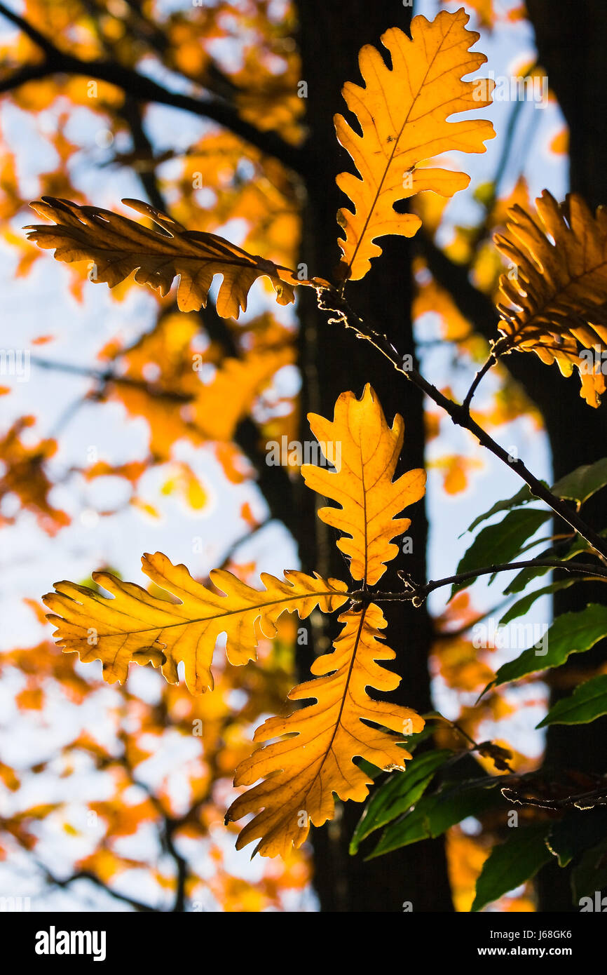 tree american leaves oak orange colors colours foliage fall autumn blue ...