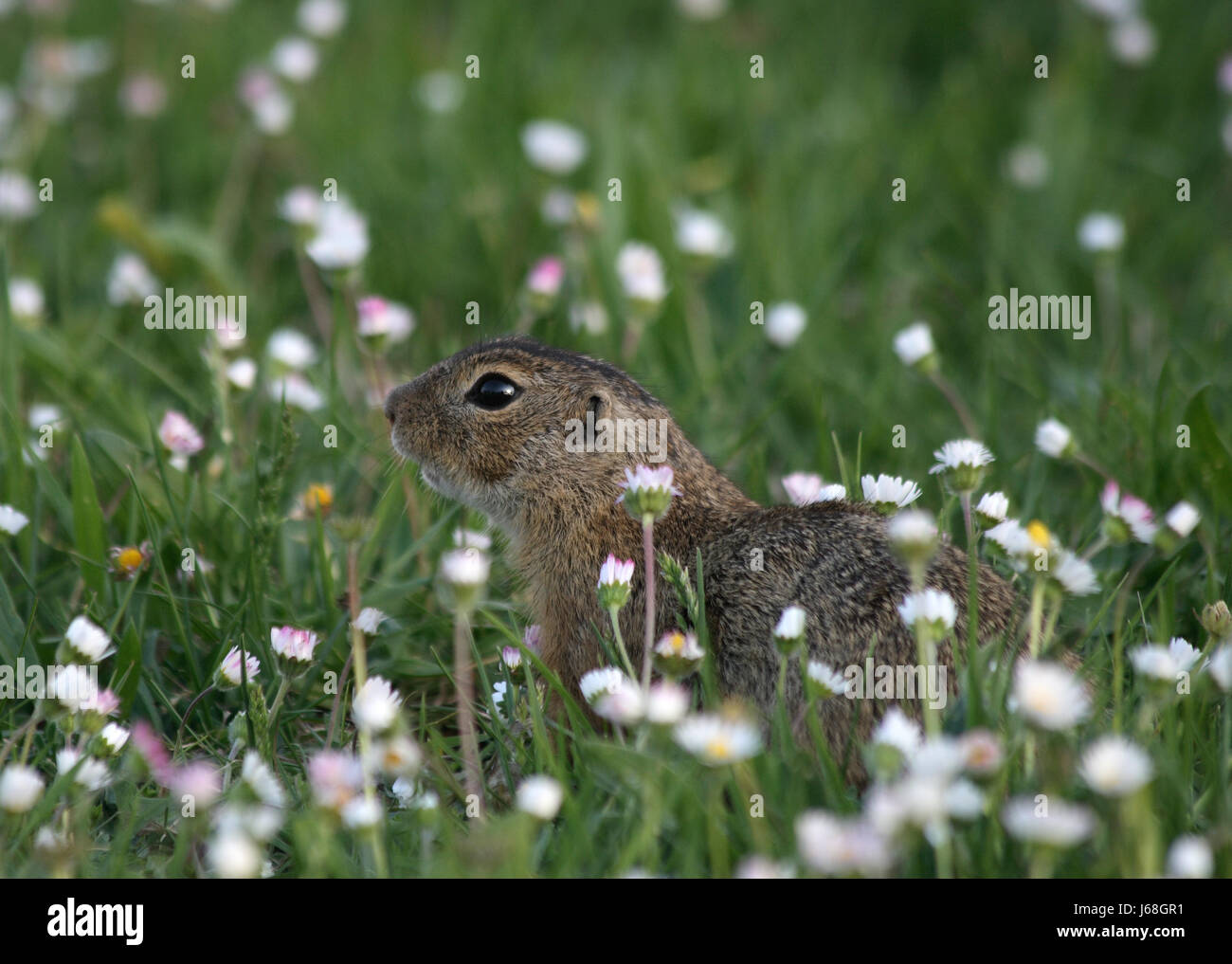 rodent meadow spermophilus protected sheltered cave curious nosey nosy ...